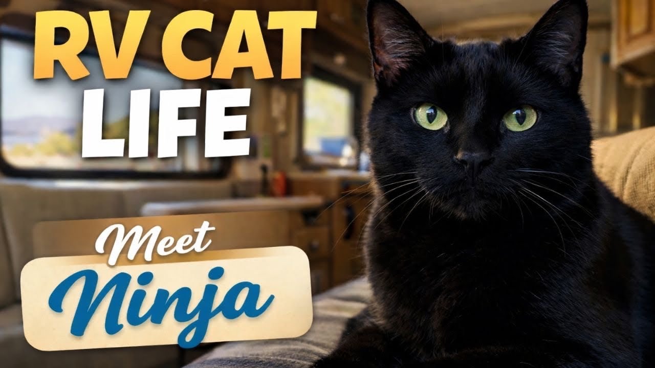 RV Cat Life: Ninja’s Daily Activities on the Road || RV'ing with Luck ...