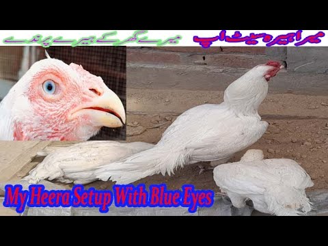 heera setup | home breed heera | heera breeder | heera blue eyes |blue ...