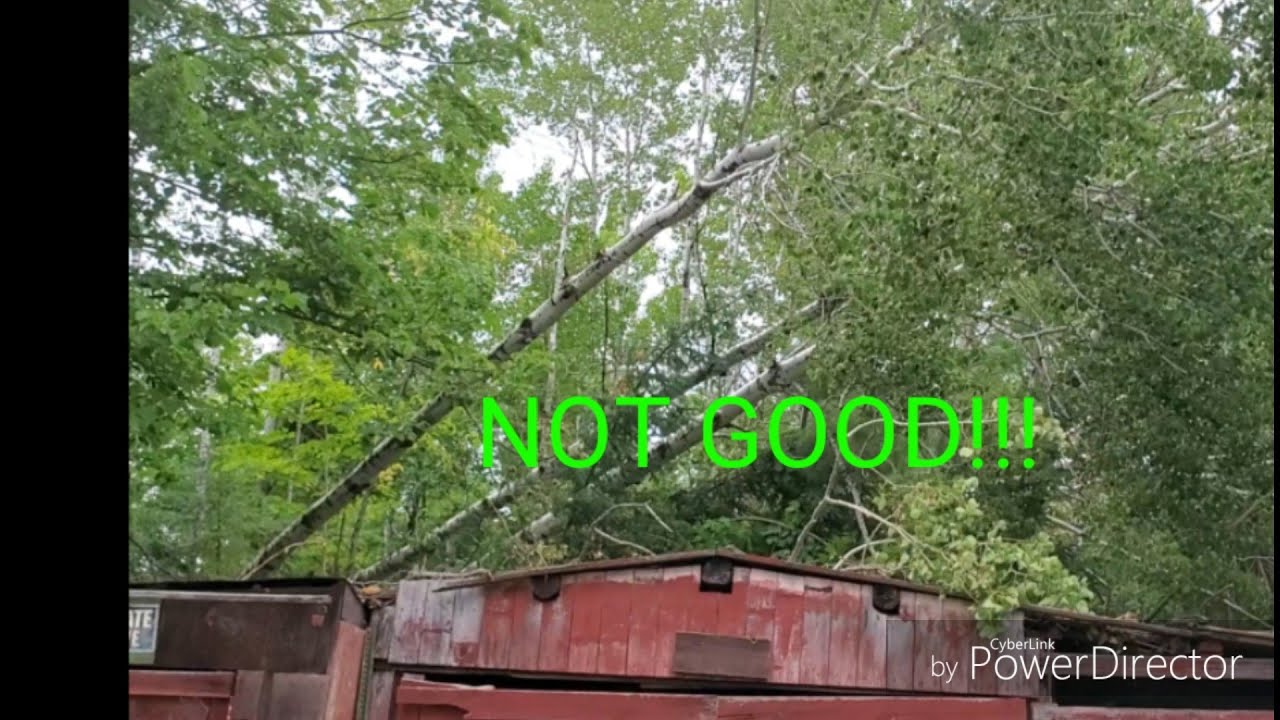 OH NO!!! Trees on Buildings!!! - YouTube