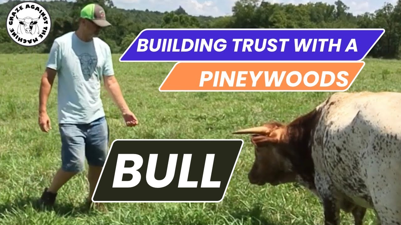 Building Trust with a Bull - YouTube