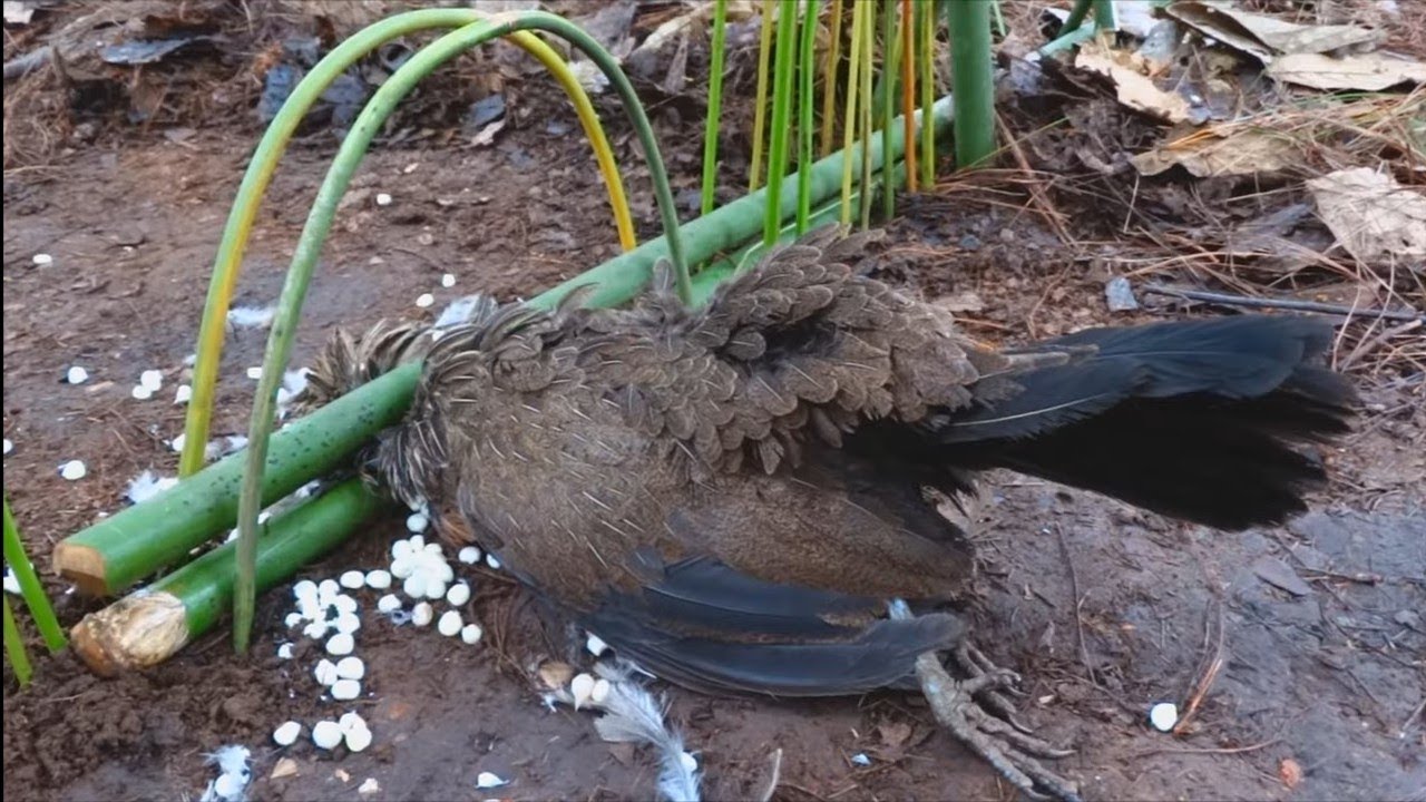 Creating An Amazing Trap Wild Chicken Trap in the jungle working 100% ...