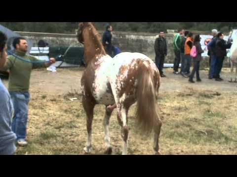 Excited Horse - YouTube