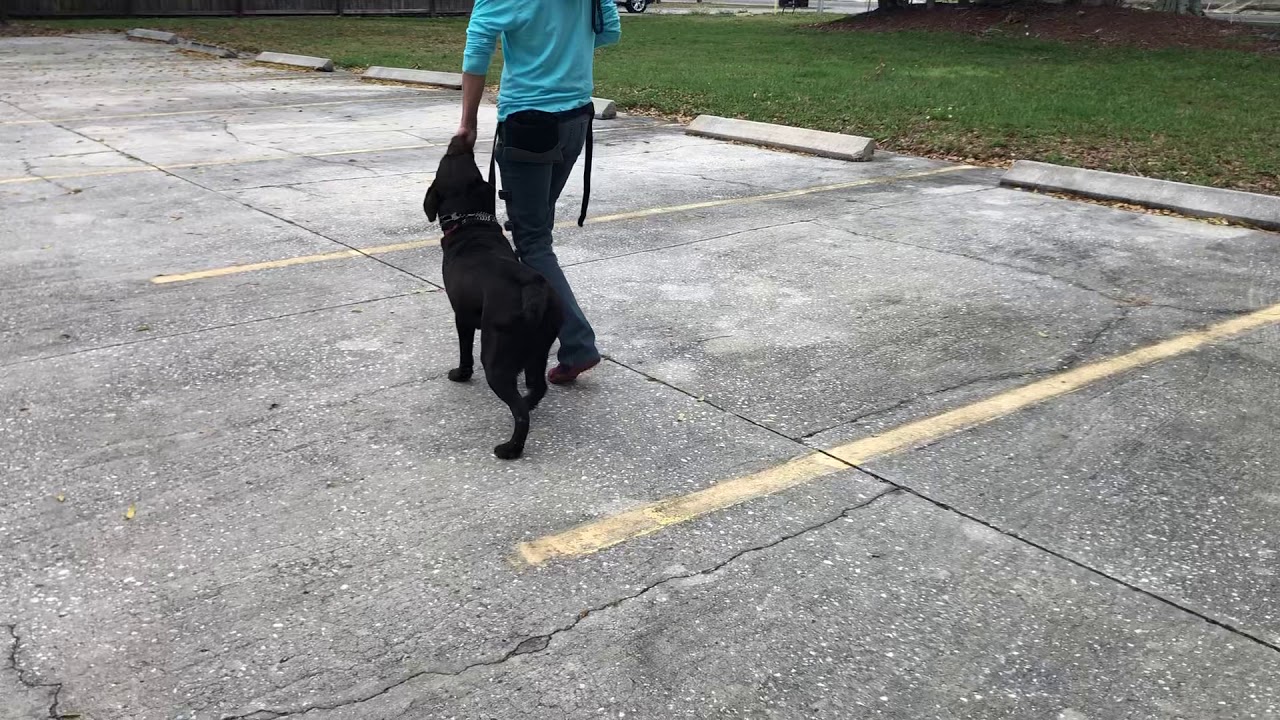 Tips for Heel Command #3 - YouTube