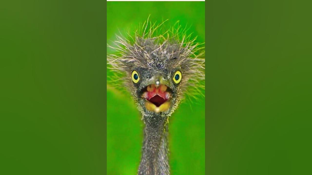 Da Biggest Bird Youtube