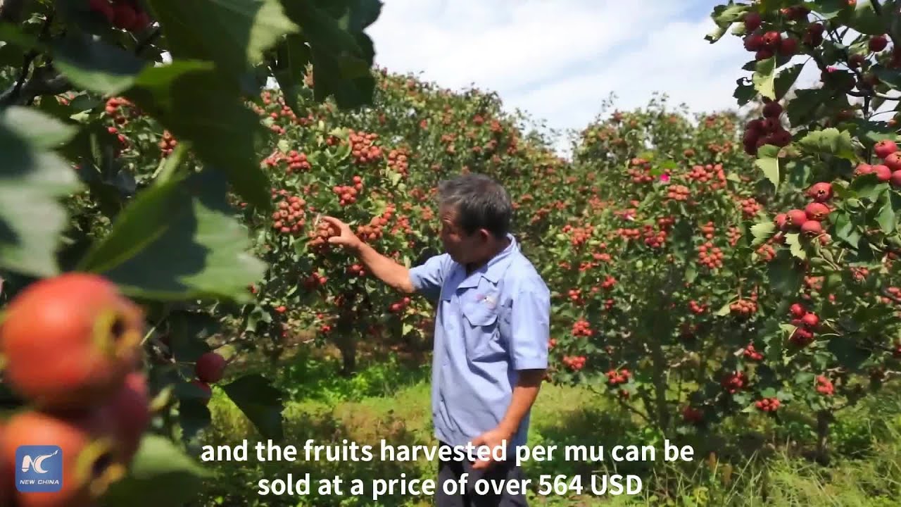 Bright red Chinese hawthorn sweetens life in E China - YouTube