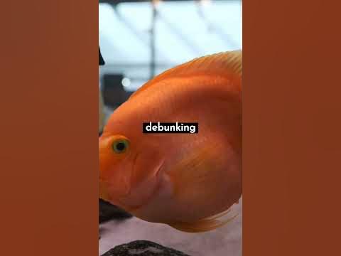 Female ferrets can die if they don't mate ||10 Fun Facts About Animals ...