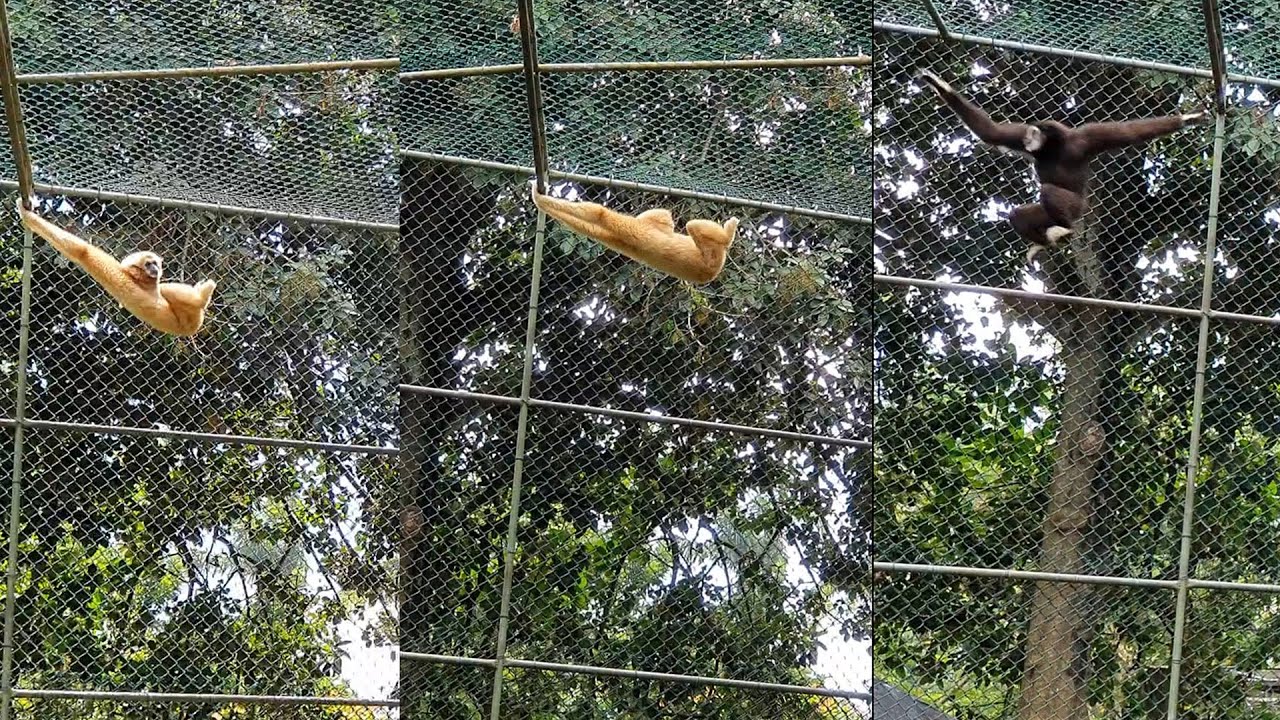 Unbelievable Gibbon Monkey That Sounds Exactly Like a Siren! 😮🐵 - YouTube