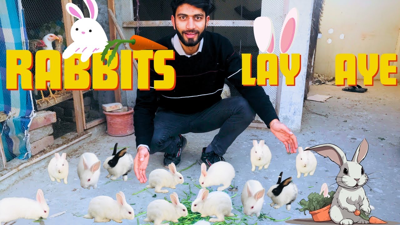 Aj Pet Market Se Shopping ki Rabbits(خرگوش) Le Aey😍| #rabbit # ...