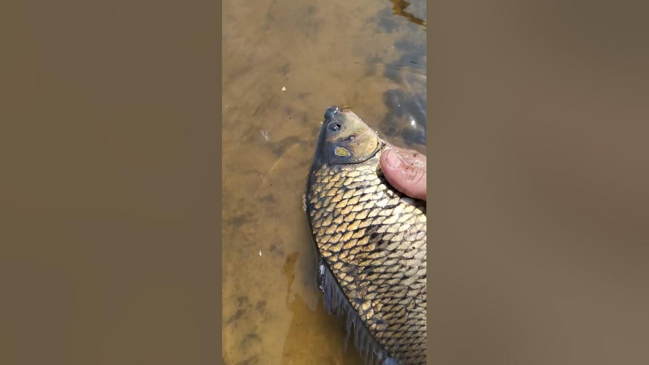 Карпик - YouTube