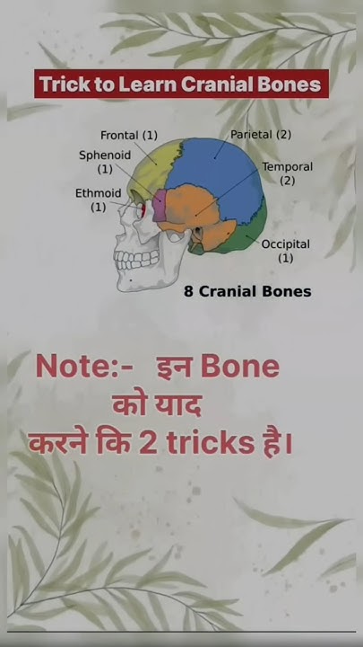 trick to Learn Cranial Bones | Cranial Bones trick | Cranial Bones #trending #shorts #viralvideo ...