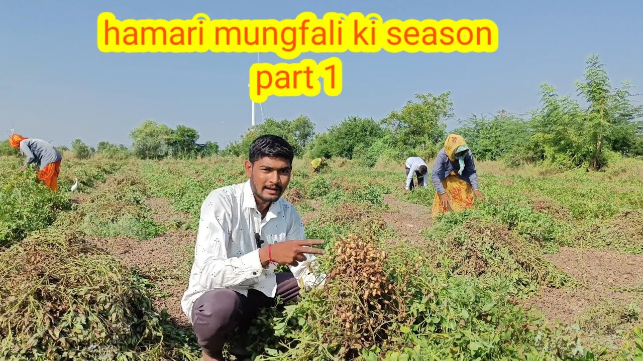 mungfali ki harvesting | how to harvest peanut | hamari mungfali ki ...