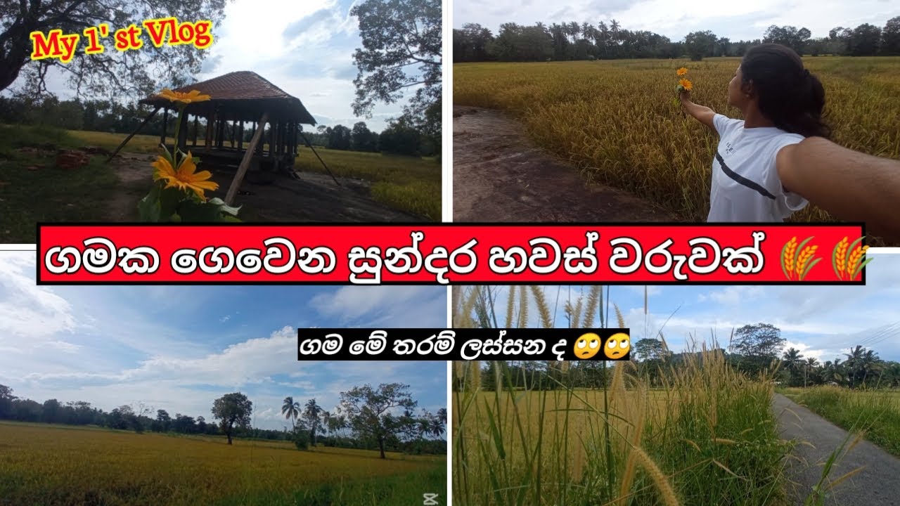 ගමක ගෙවෙන සුන්දර හවස් වරුවක් 🥰🤍🌾🌾 අම්බලම බලන්න ගියා 😇 | My 1'st Vlog @Yeshi-vlogs #minivlog ...
