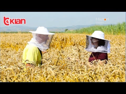 Histori shqiptare nga Alma Çupi - Oregrain fara elite e grurit sillet ...