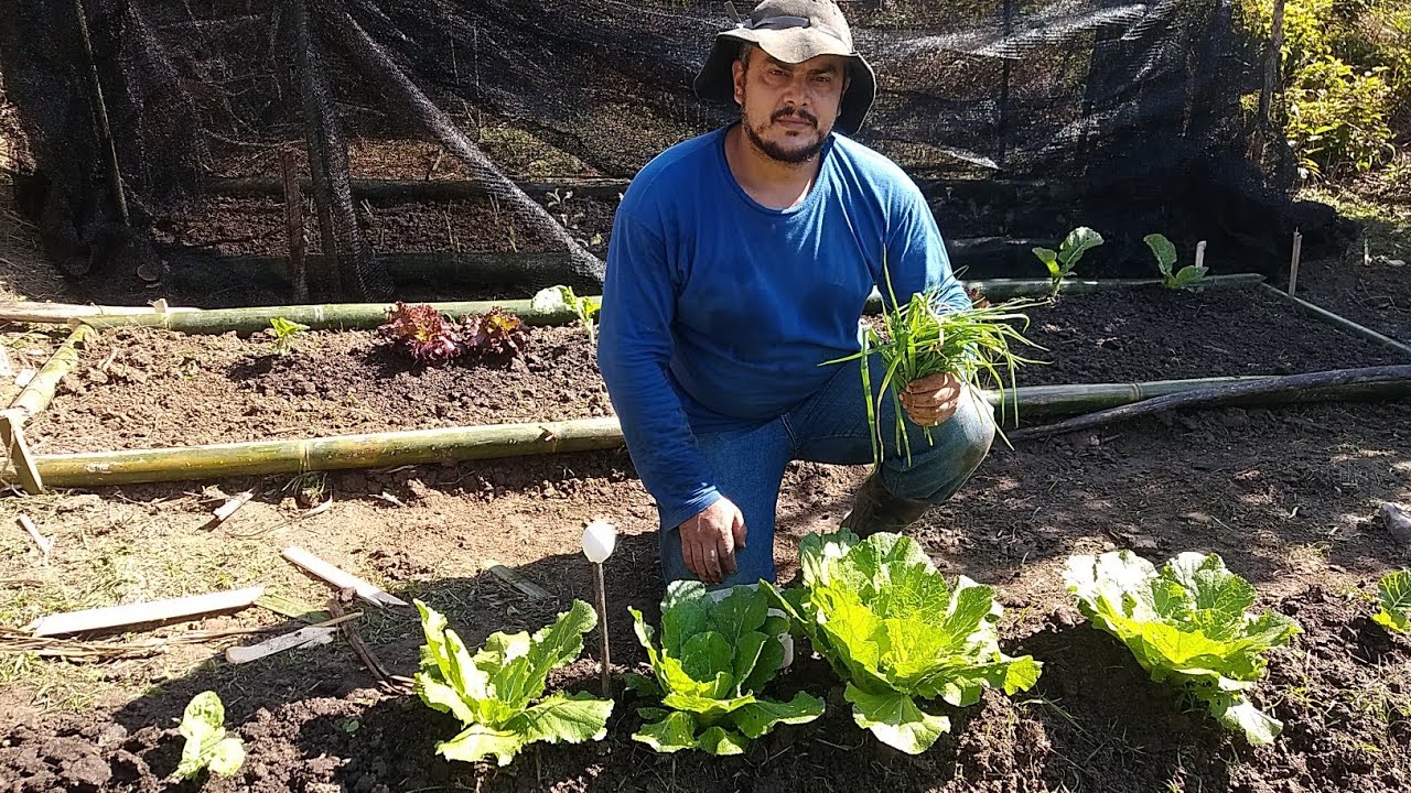 como fazer canteiro de horta com bambu+e o resultado do plantio nós ...