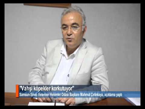 VAHŞİ KÖPEKLER KORKUTUYOR