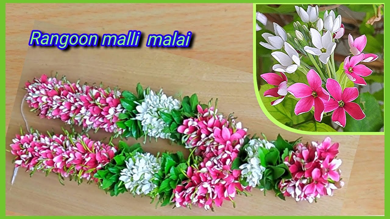 Rangoon malli malai/ how to string Pooja garlend/ poo malai/garlend ...