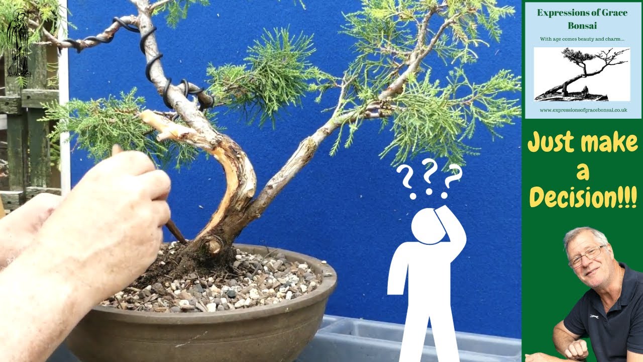 Autumn Repot for my Juniper Bonsai - More Pumice!!! - YouTube