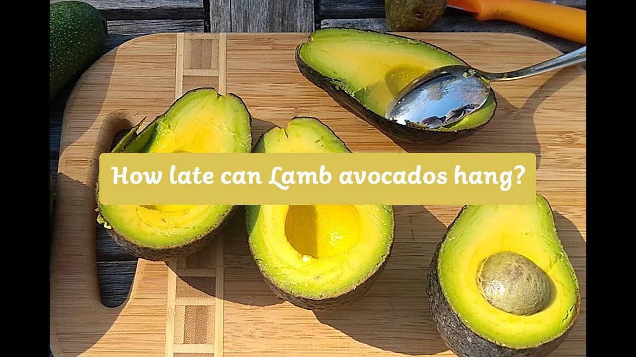 How late can Lamb avocados hang? - YouTube