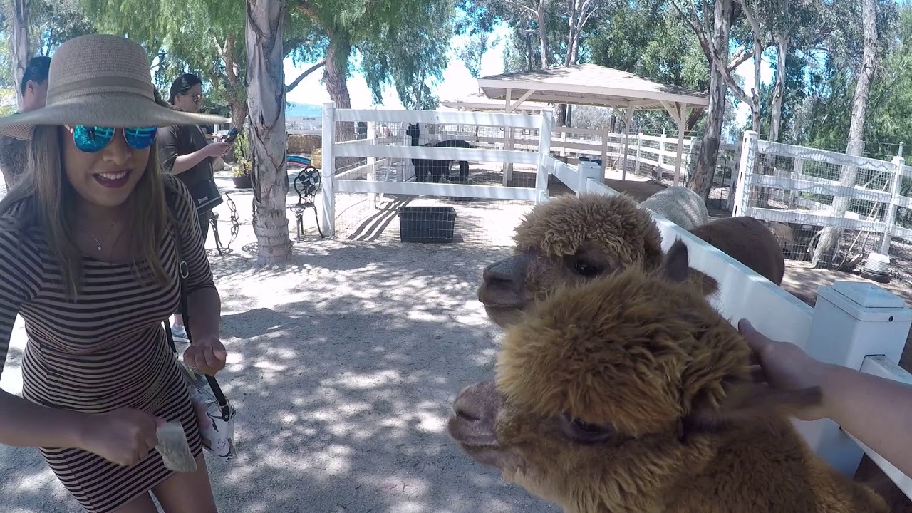 Trip to The Alpaca Hacienda in Temecula, CA - YouTube