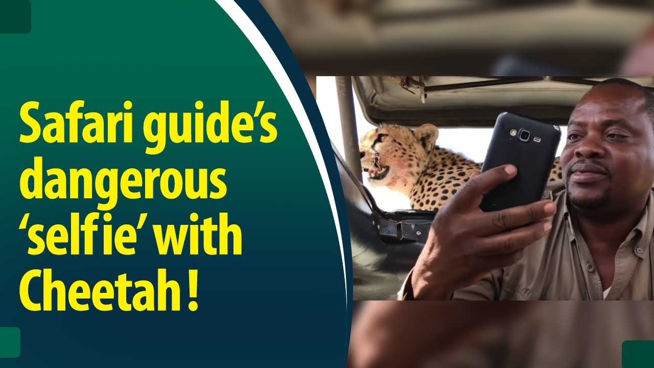 Safari guide snaps daring selfie with cheetah, netizens furious! - YouTube