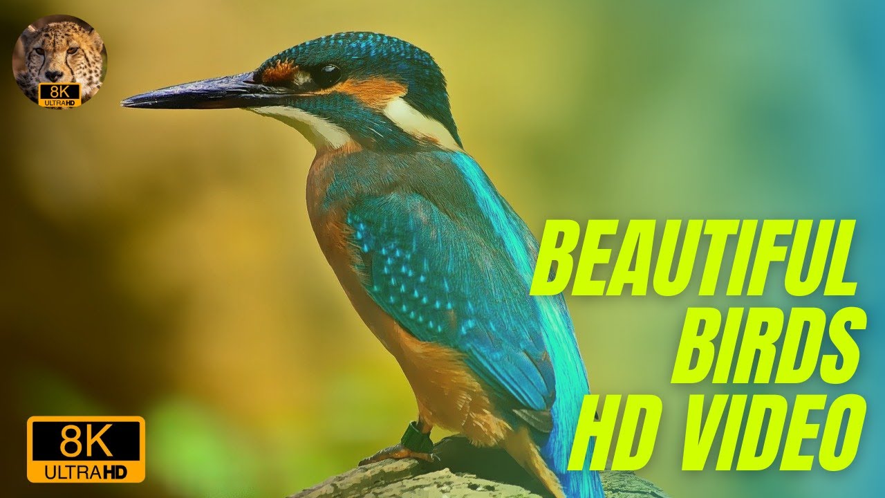 Beautiful Birds HD Video | Beautiful Birds | Nature Birds HD Video ...
