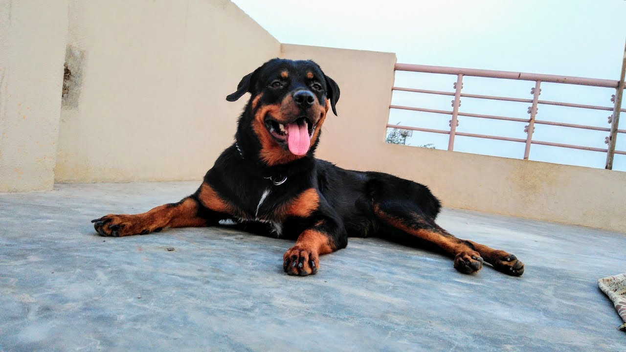 How to make a friendly Rottweiler (female) - YouTube