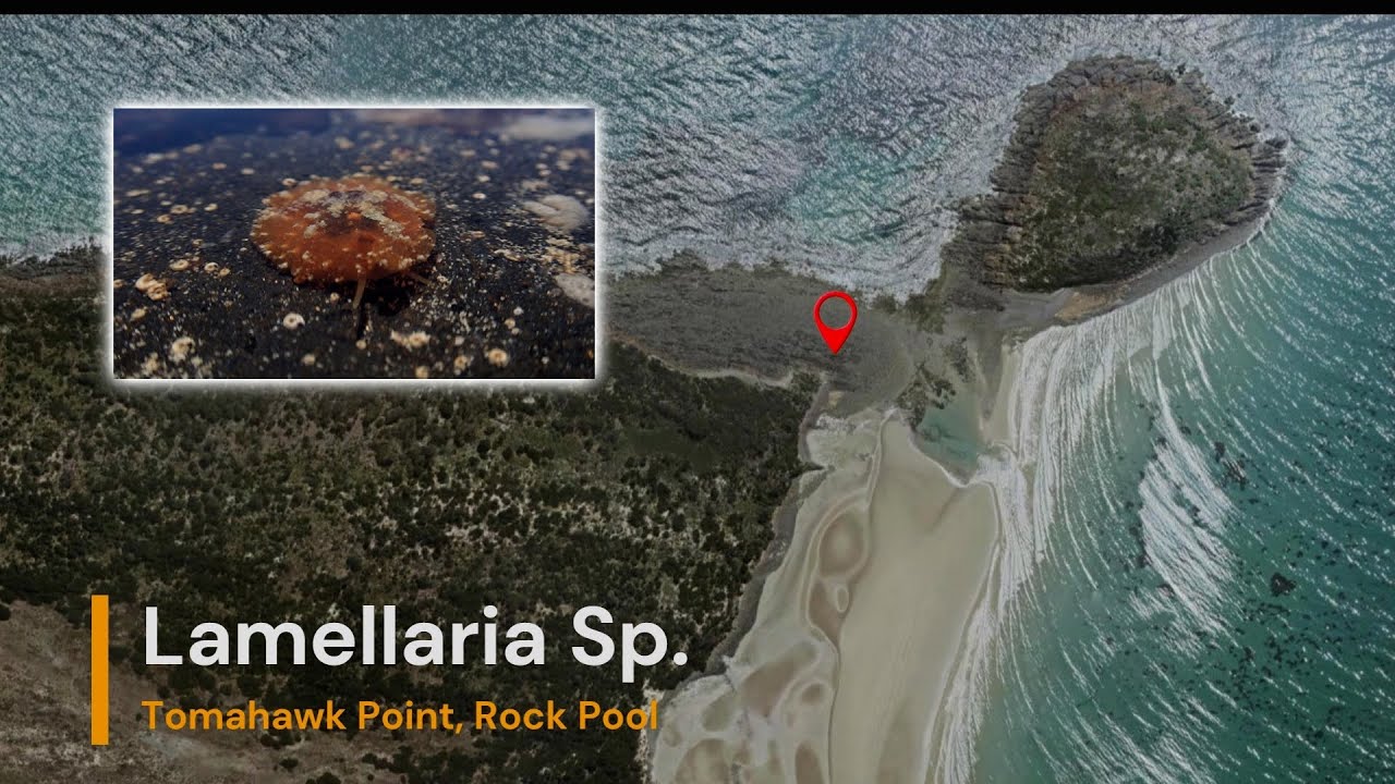 Lamellaria Sp. Tomahawk Point, Tasmania - YouTube