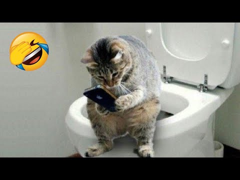 En Komik Kediler ve Köpekler 😺🐶 Komik Hayvanlar 2023 😂 20. Bölüm