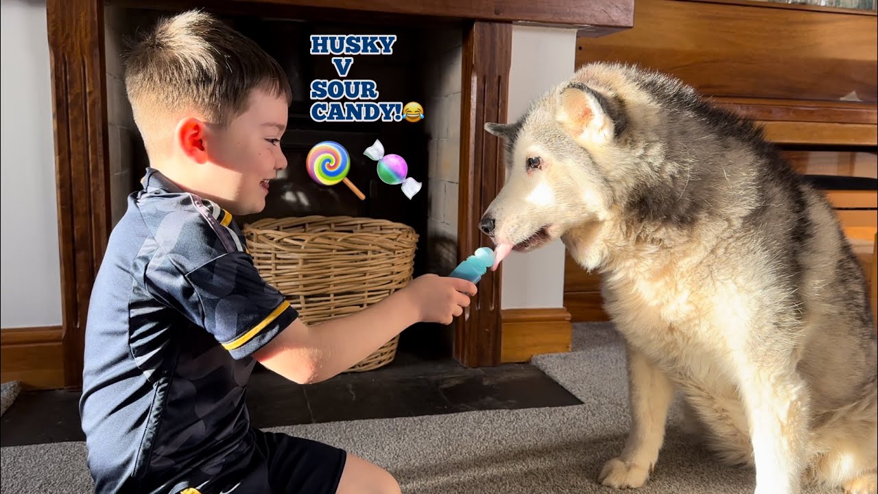 Husky Eats Sour Candy For The First Time!😂. [BEST REACTION!!] - YouTube