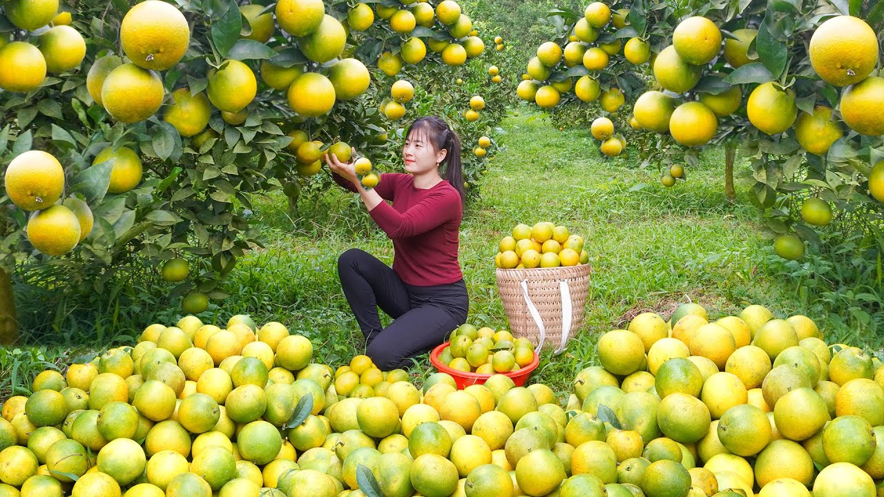 Harvesting Orange Goes To Countryside Market Sell - Build a large luffa ...