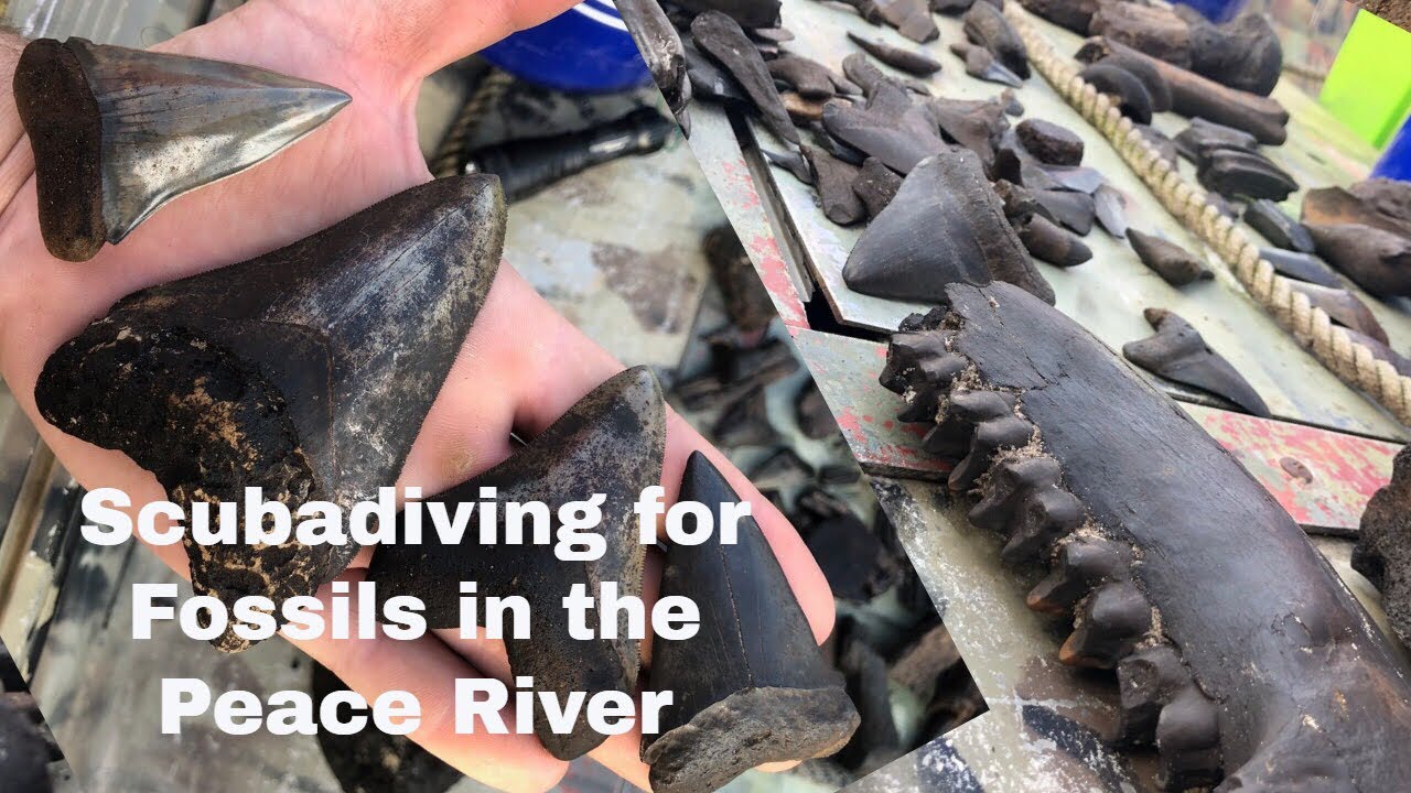 Epic Fossils!! Diving the Peace River! - YouTube