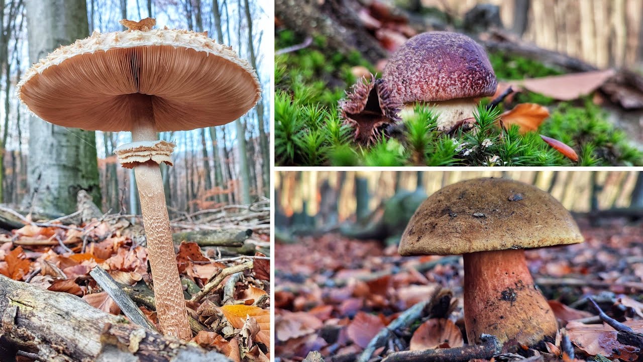 HUBY HRÍBY 2022 - november a ešte huby pekne rastú,obrovská bedľa a ...