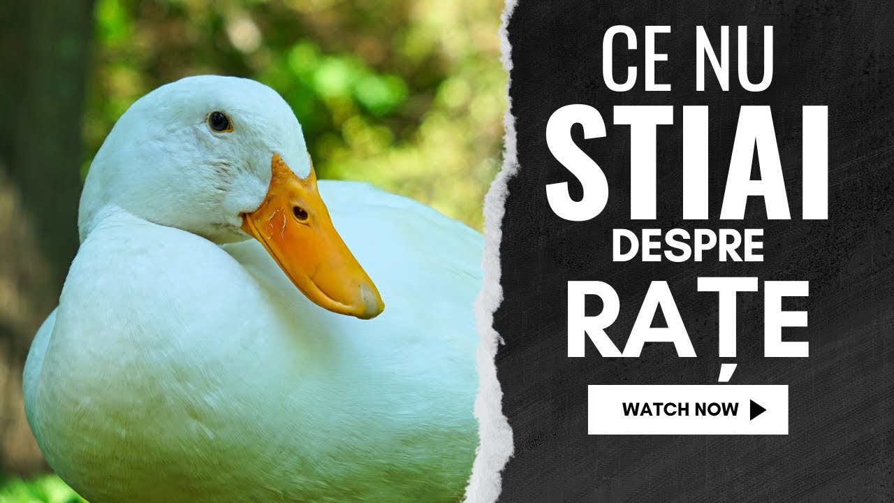 11 Curiozități despre rațe pe care nu le știai. - YouTube