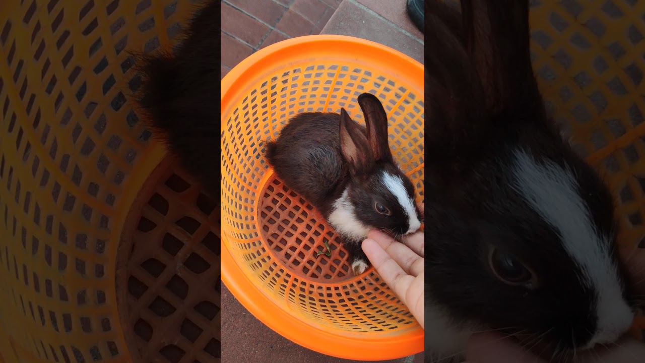 Our new rabbit BINI and the BUNNY - YouTube