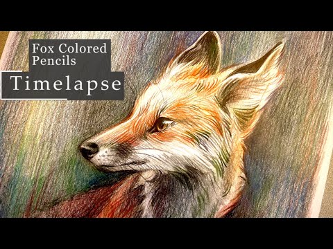 Fox Colored Pencil - Timelapse - YouTube