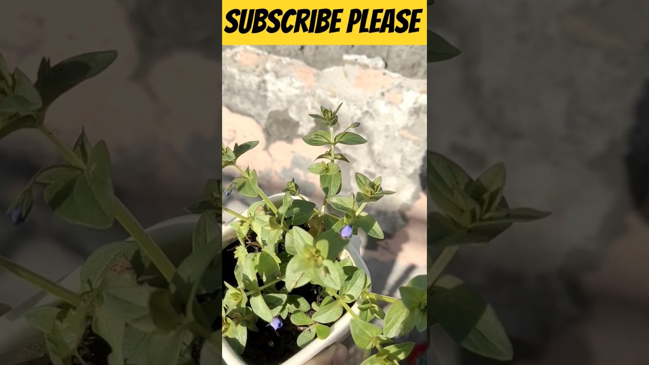 diya plants growth #diyaplanting #diya #shorts #moneyplant - YouTube