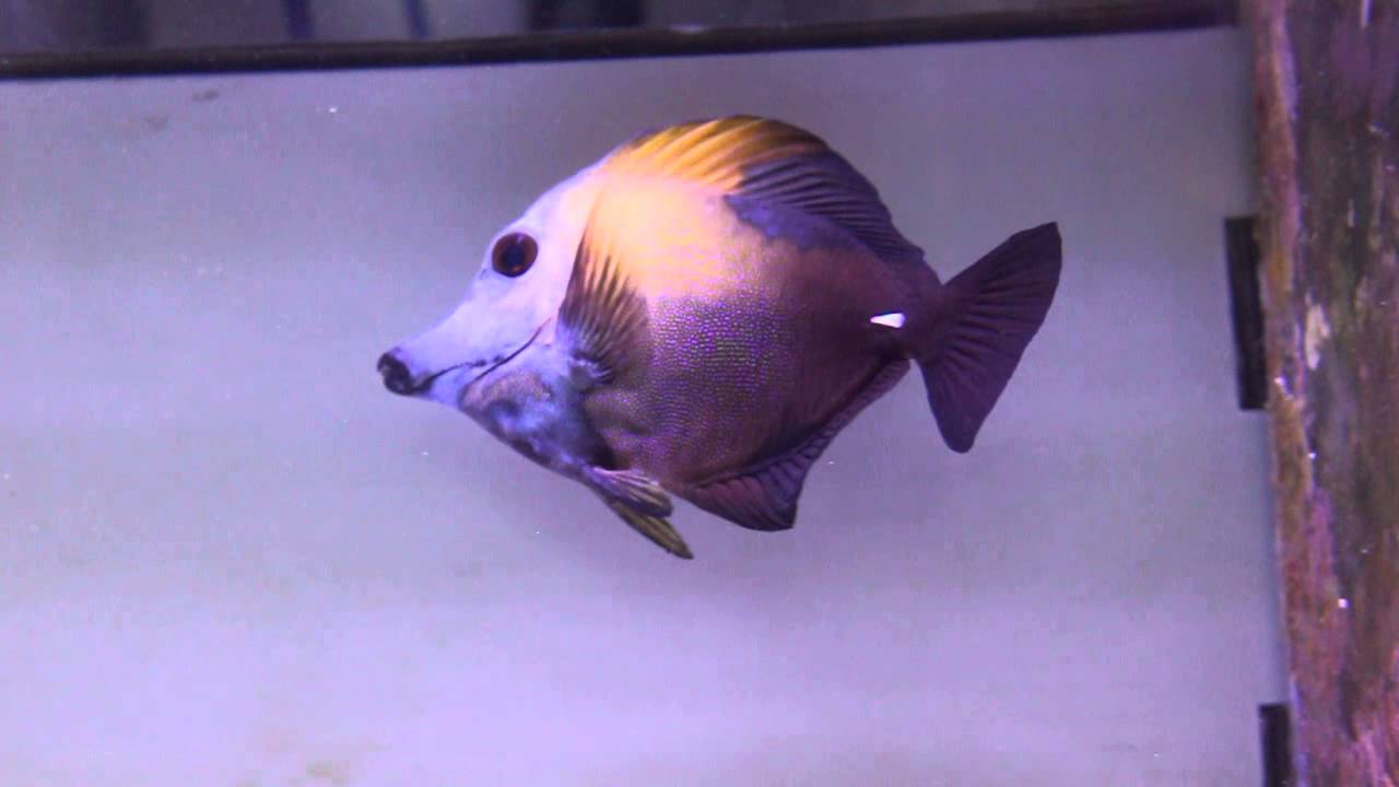 Yellow Tang + Scopas Tang - YouTube
