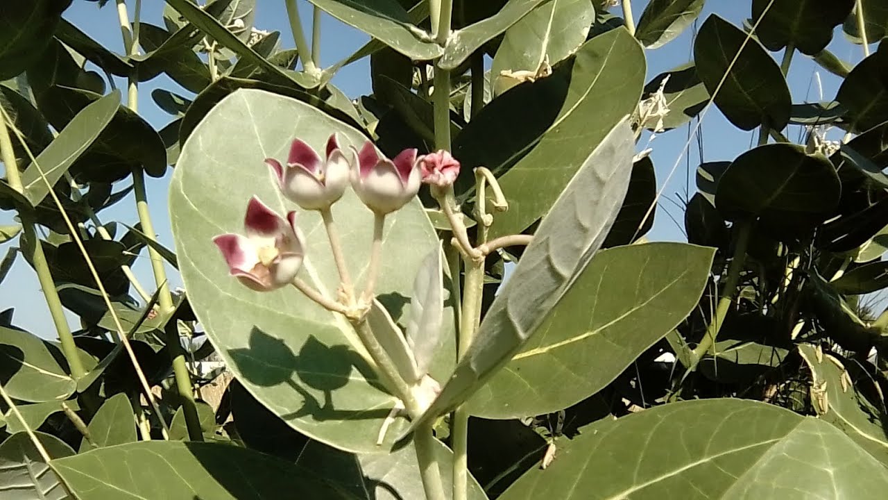 View of giant calotrope plants after rain - YouTube