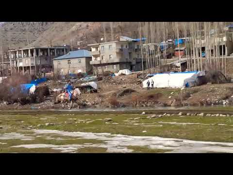 #at #safkanat #dortnala #4nala #hizliat at kosturmak