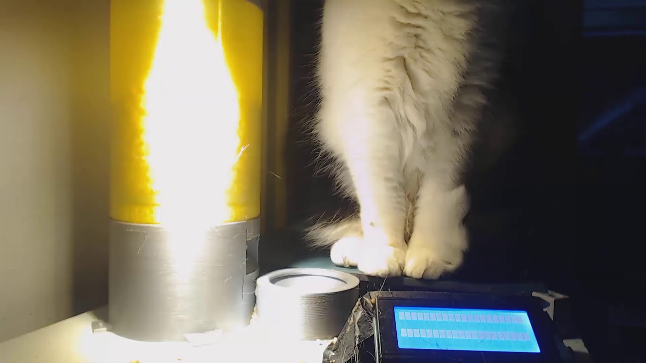 Live cat stream - YouTube
