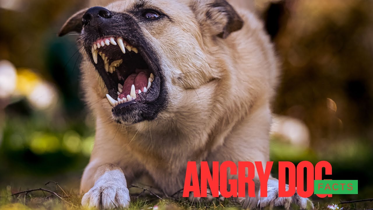 "Warning Signs! How to Tell If a Dog is Angry 😡🐶" - YouTube