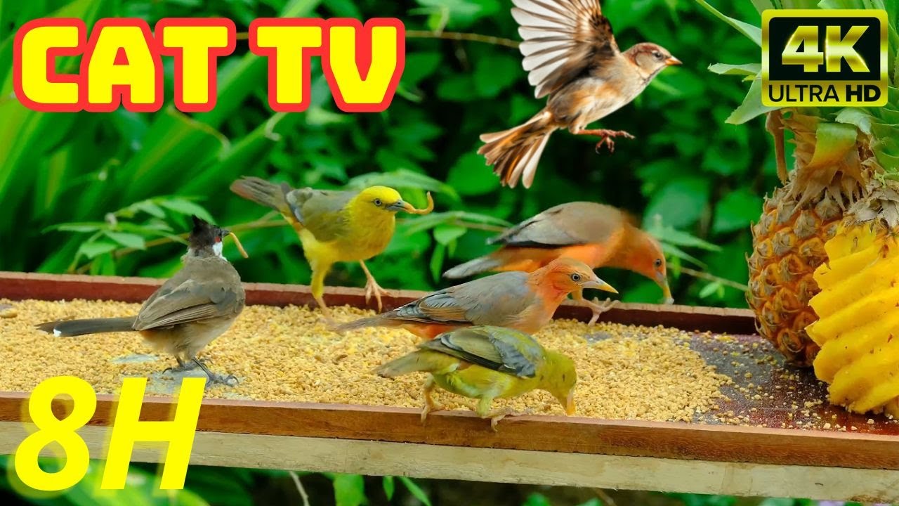 Cat TV😺Chirping Birds, Babbling Water And Dancing Branches😺Bird For Cat ...