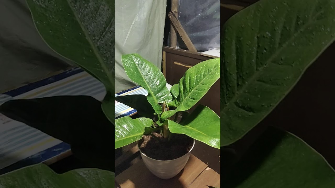 Philo Green Emerald - YouTube