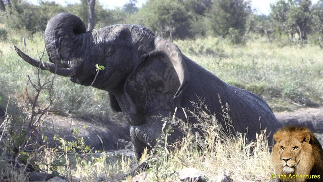 Angry Elephant In Kruger National Park - YouTube
