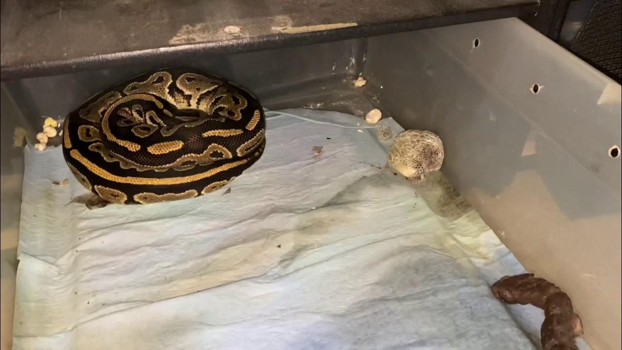 The biggest snake poop 💩 ever 🤮🤮🤮 Python sheds off skin! New paint job ...