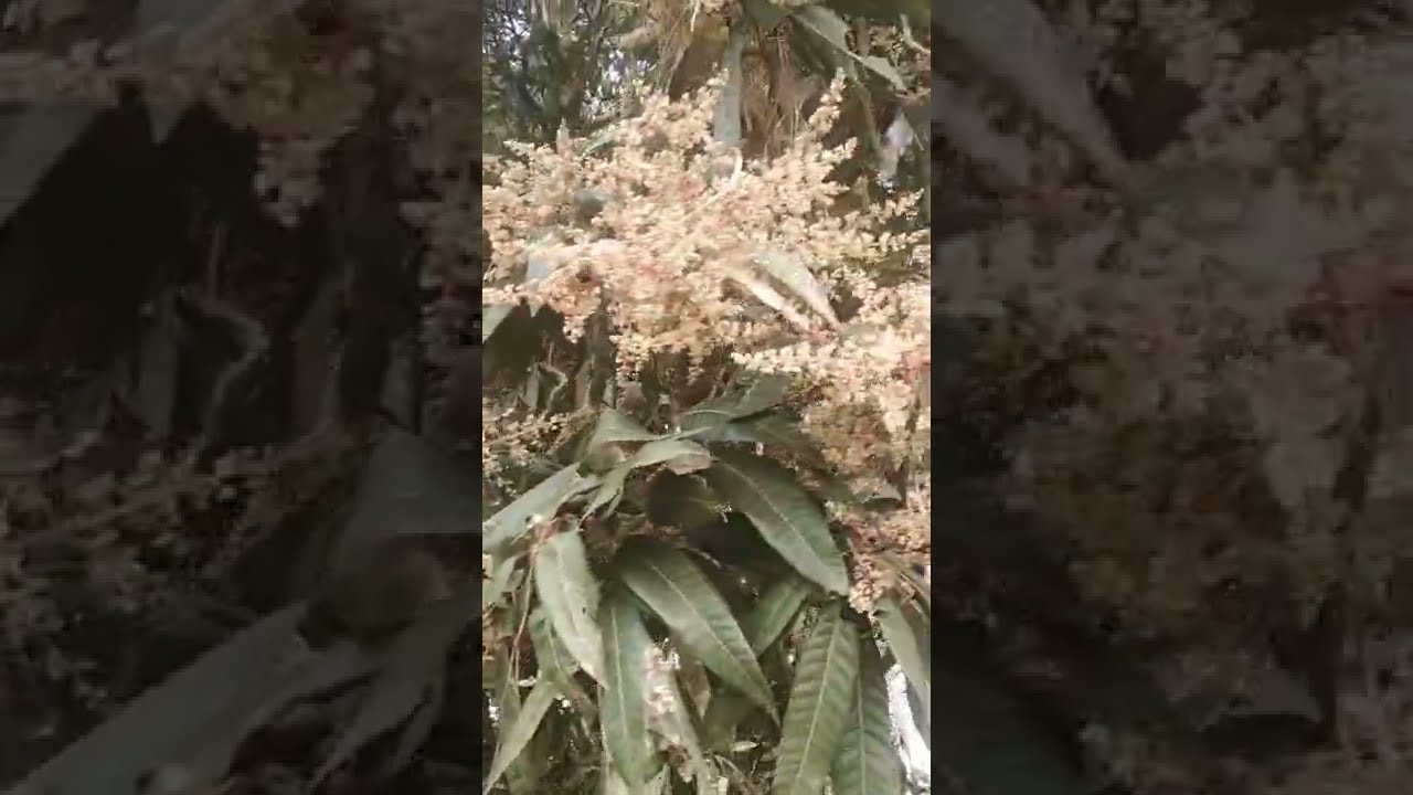 Mango flowering stages - YouTube