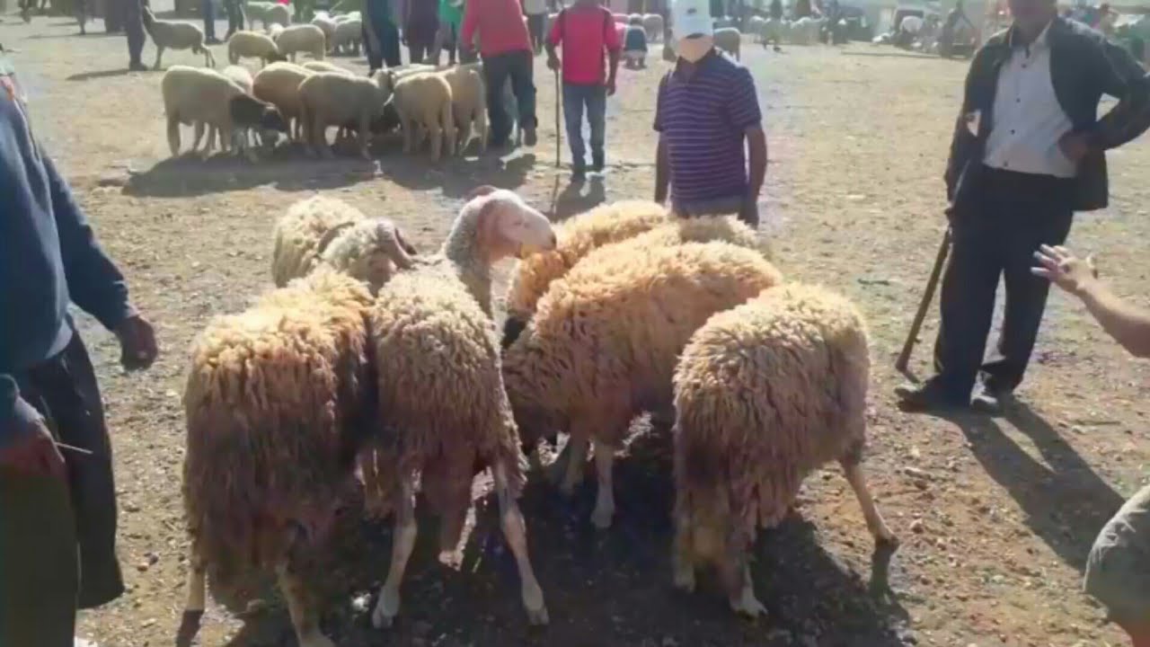 حولي صردي حولي صردي القراقرة hawli Mouton sardi sheep sardi - YouTube
