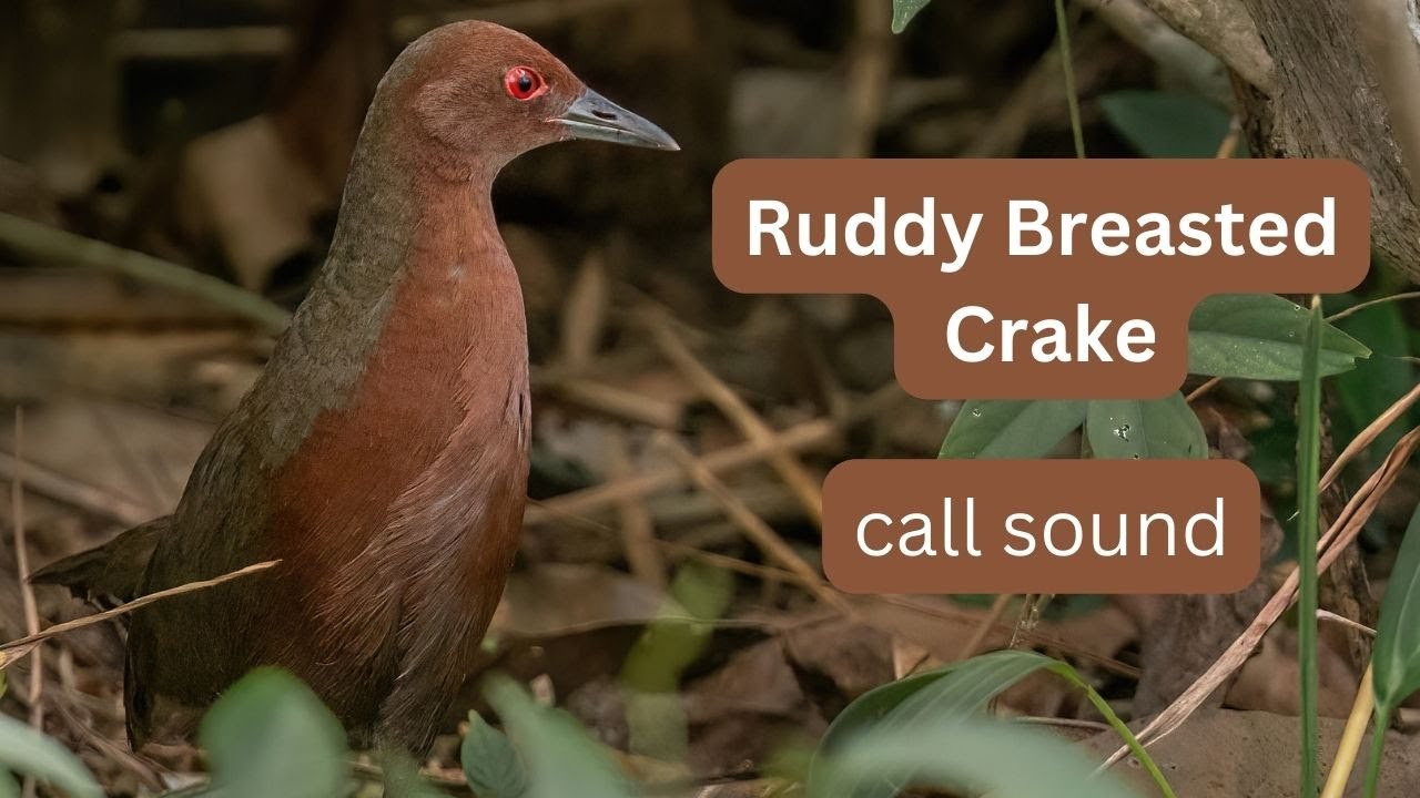 Ruddy Breasted Crake feeding and call sound - YouTube
