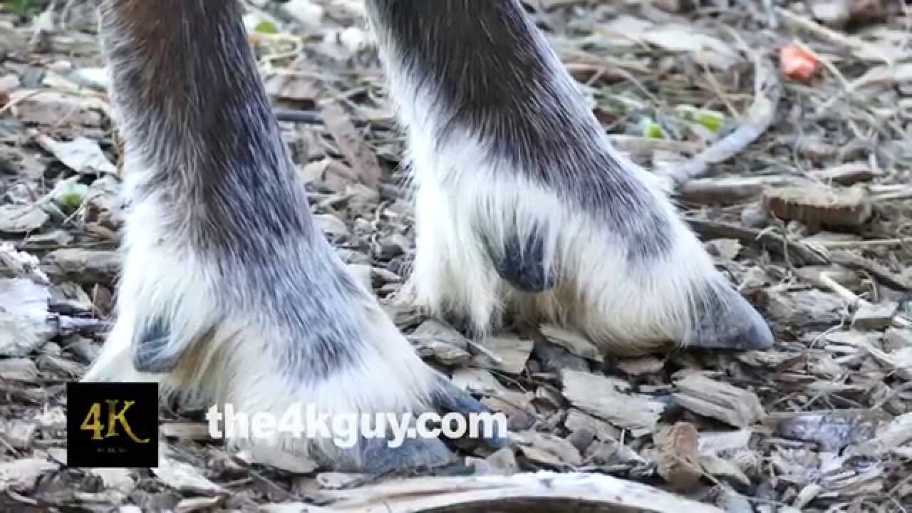 4K UHD - Closeup of hoof of Woodland Caribou (Rangifer tarandus caribou ...
