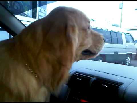 golden retriever rover barking - YouTube